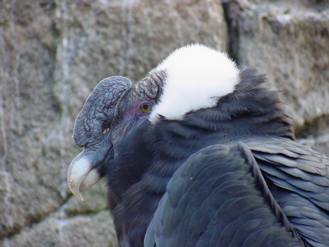 EL CÓNDOR DE LOS ANDES - VENAVENTOURS.COM
